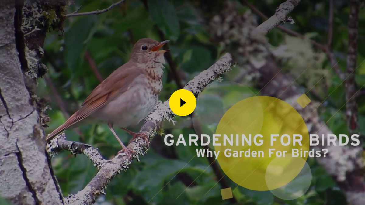 Home - Bird Gardens